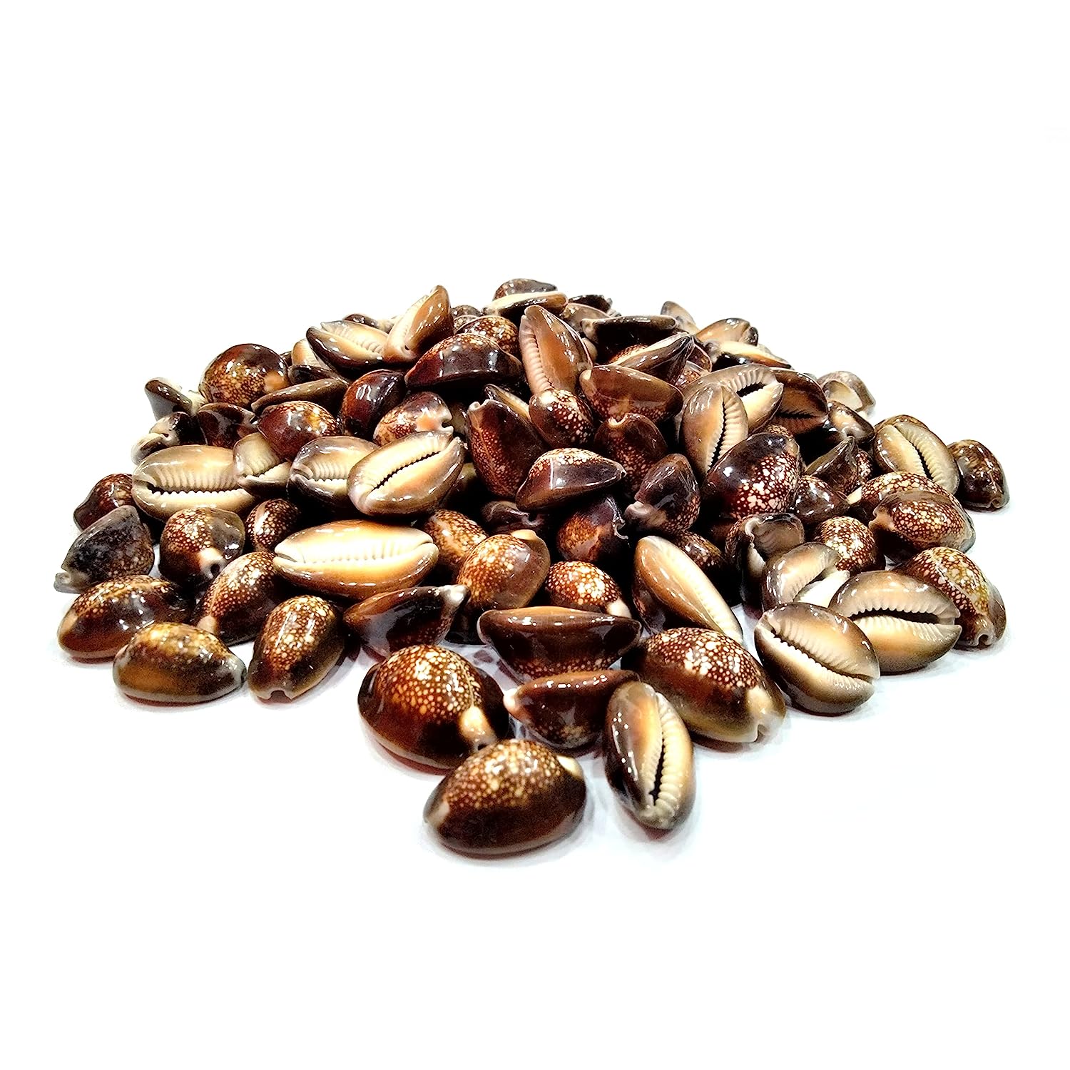 Black Kowdi - Pack of 21