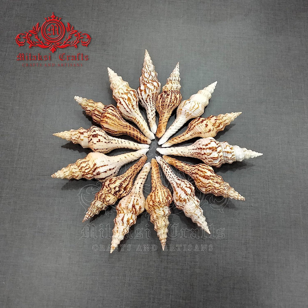 Seashell - Vari Seval - Nicobar Spindle - Marmarofusus Nicobaricus - P