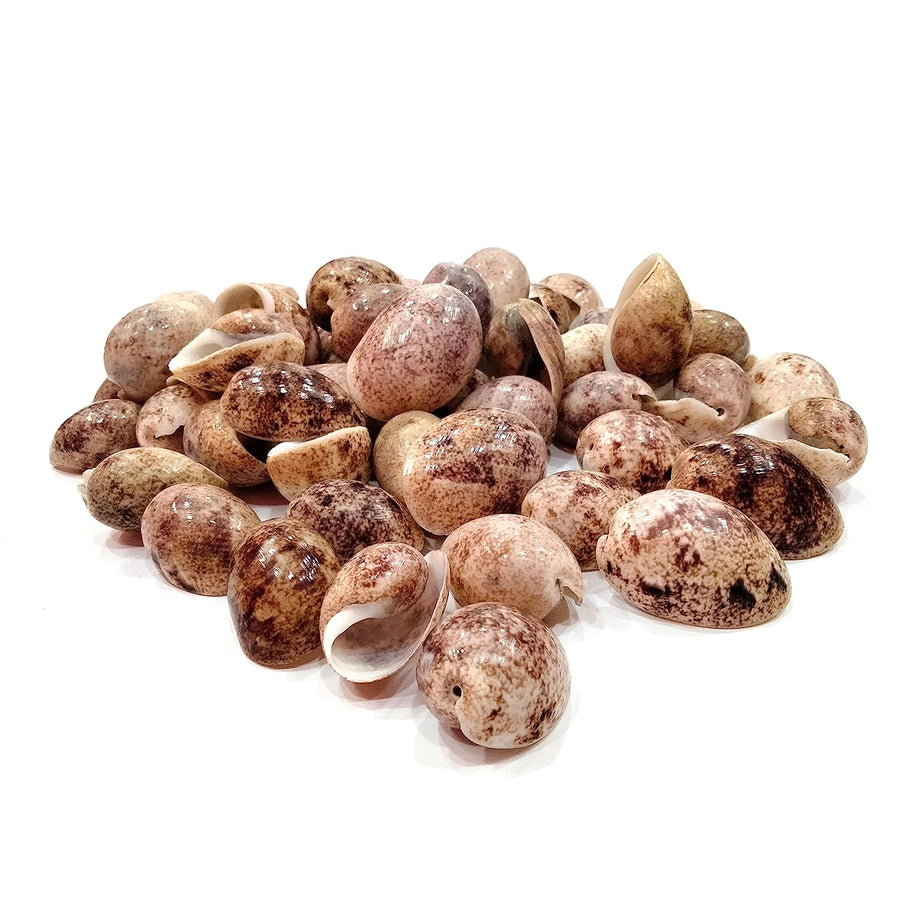 Seashell Arts and Crafts - Kaaka Muttai - Sunken Spire - Bulla Ampulla