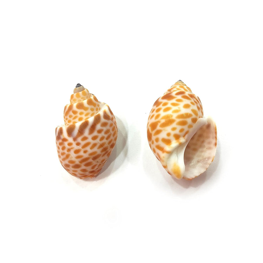 Seashell Arts and Crafts - Pura Muttai - Spiral Babylon - Babylonia Sp